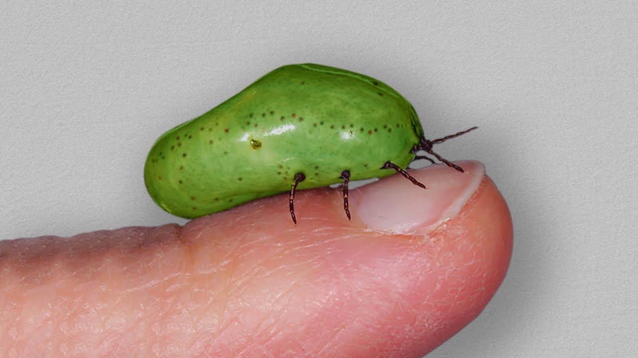 Les Insectes les Plus Venimeux que Vous ne Devriez Jamais Toucher - YouTube