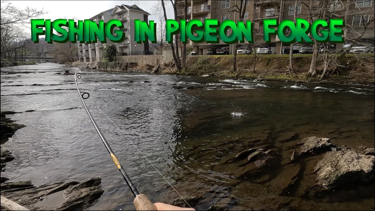 Trout Fishing Pigeon Forge, TN in Spring - YouTube