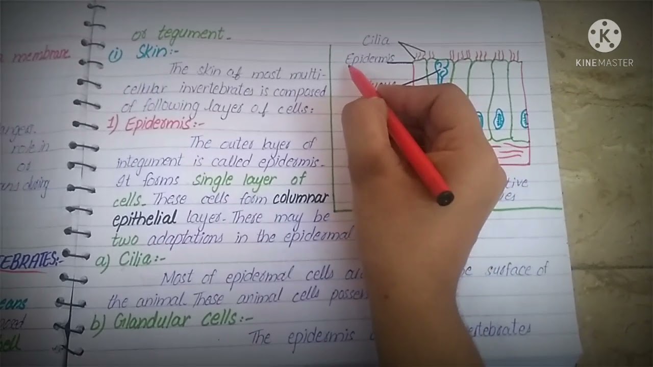 The integumentary system of invertebrates #Zoology - YouTube