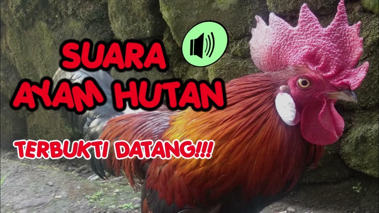 Suara Ayam Hutan Jantan Pikat Yang Bagus Untuk Berburu Youtube