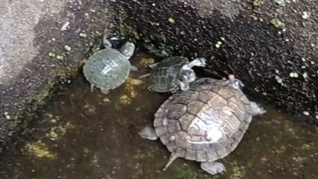 Ada kura-kura, Lobster, Ikan Koi, Lele, Ikan cupang dan Ikan Hiu di ...