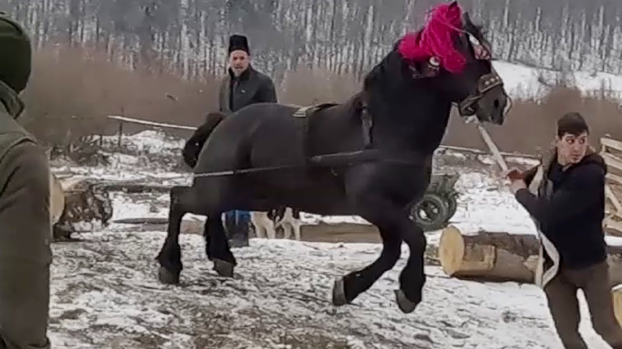 Cai probe de tracțiune din Bucovina - YouTube