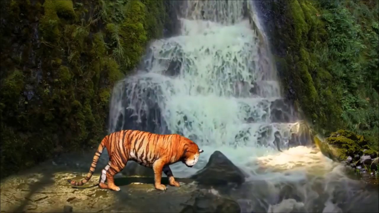 Tiger in waterfall - YouTube