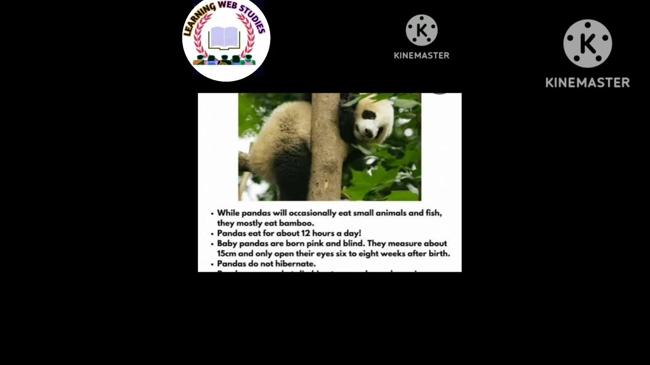 facts about pandas/ viral / important / mustwatch 🥰 - YouTube