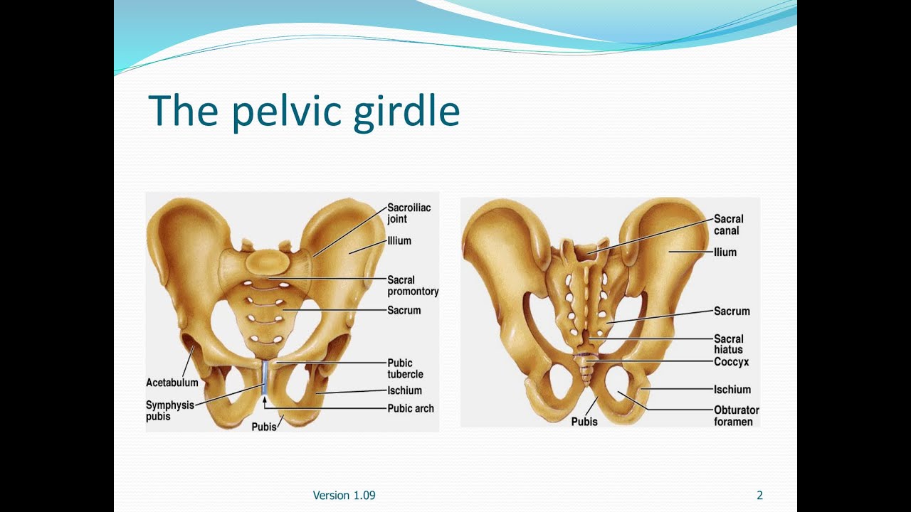 The Anatomy of the Bony Pelvis Surface anatomy osteology - YouTube