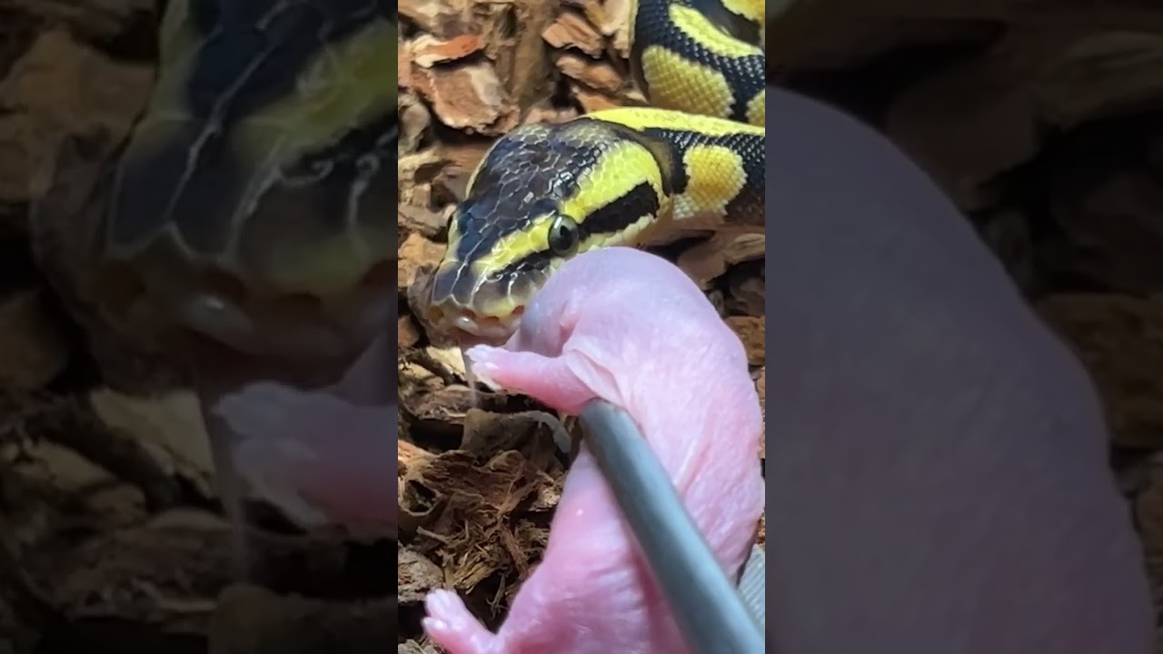 Ball python inspects his meal - YouTube