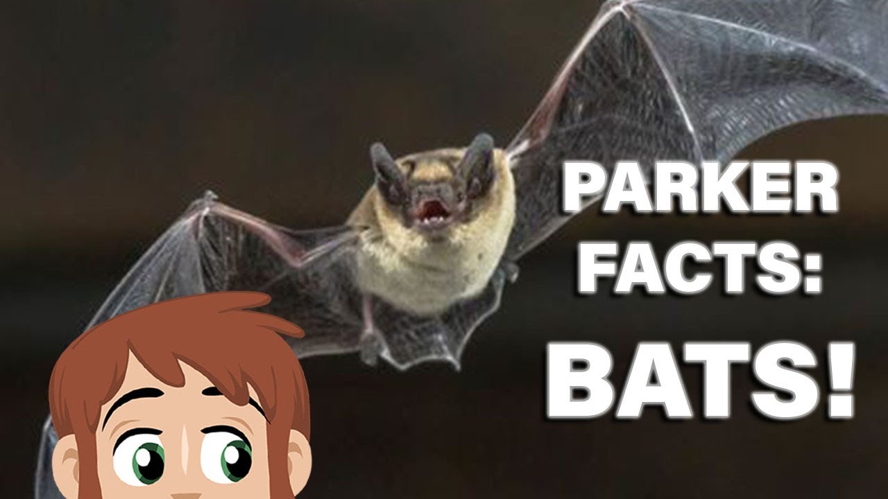 Parker Facts With Parker: BATS! Terrifying, terrifying bats! - YouTube