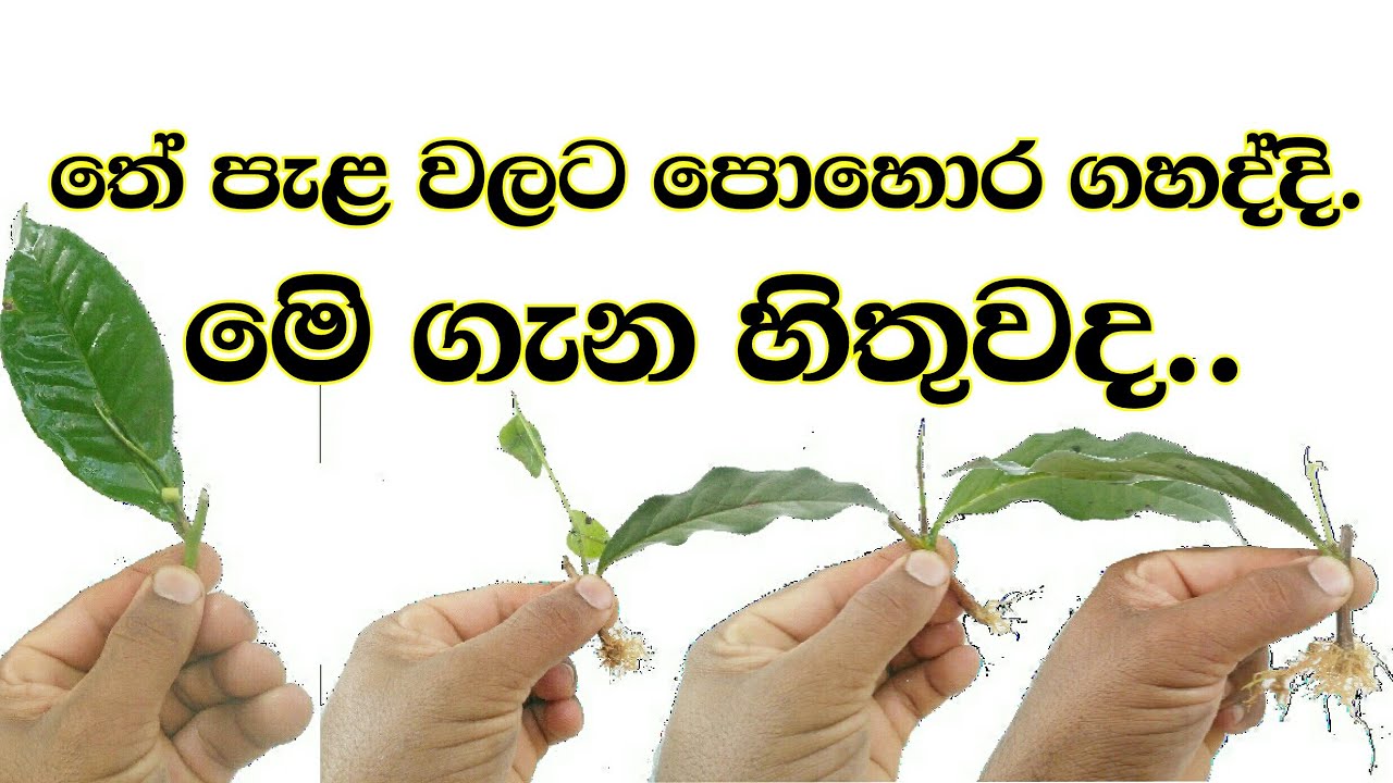 tea pela pohora yedima/තේ පැළ පොහොර යෙදීම - YouTube