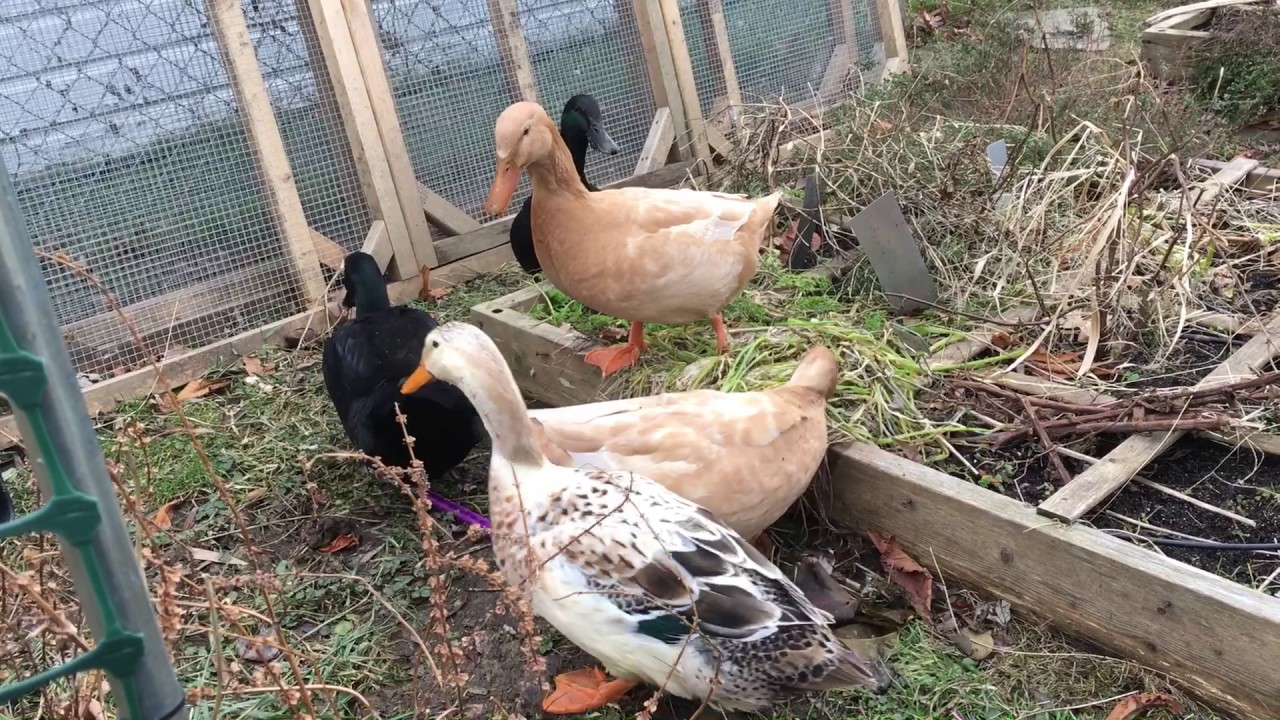 Ducks Foraging in Vegetable Garden - YouTube