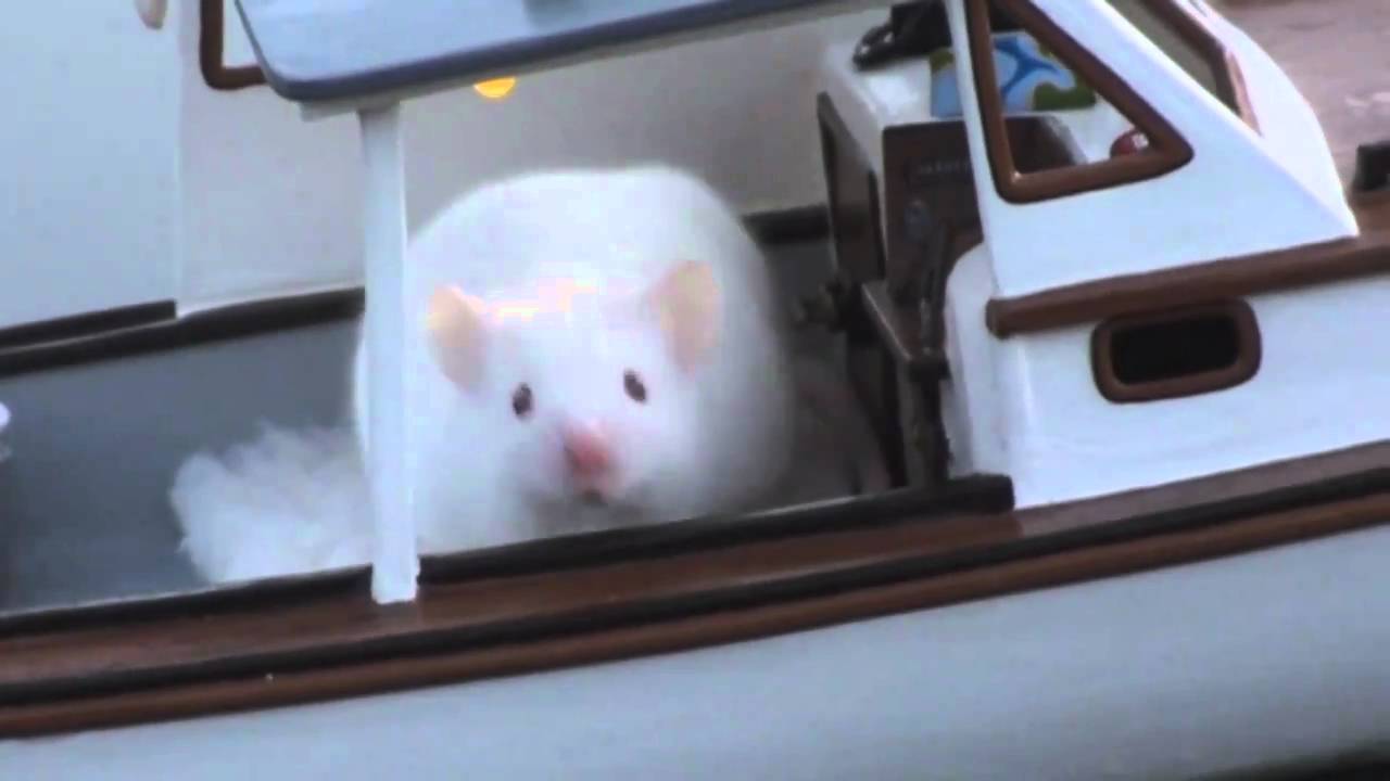 Stuart goes Boating II, cute little mouse - YouTube