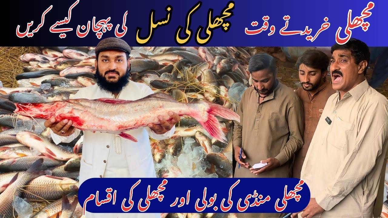Biggest fish market in Pakistan | Fish Market bidding | Saeed Mustafai ...