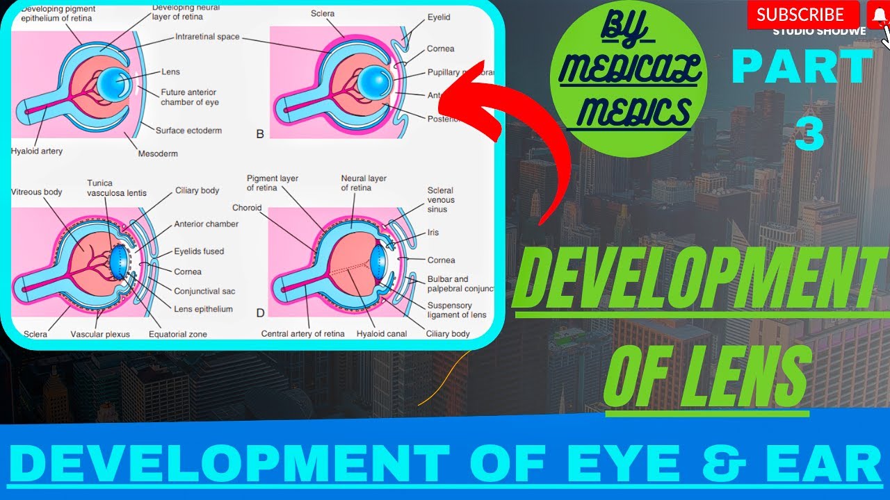 Development of Lens | Eye Embryology Part 3 | Medical Medics - YouTube