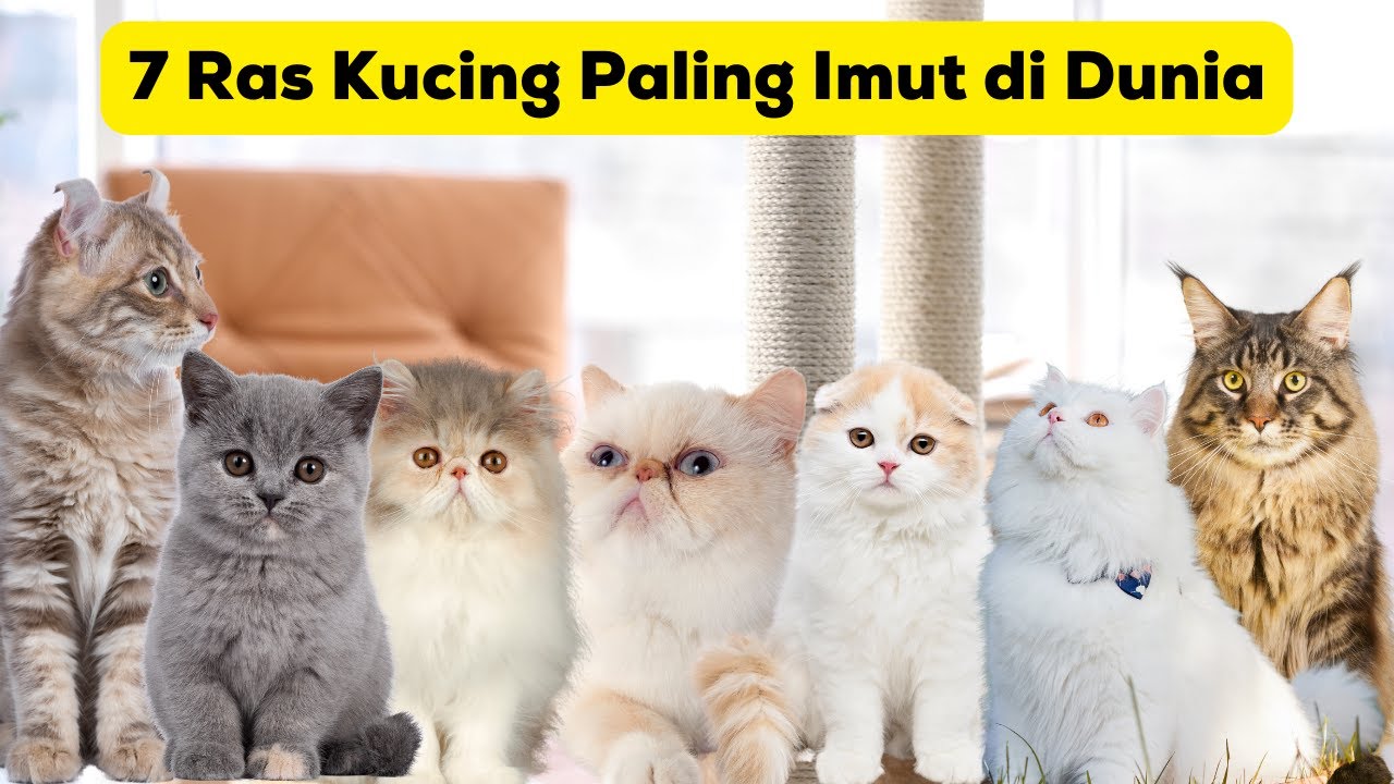 7 Ras Kucing Paling Imut di Dunia / 7 of the cutest cat breeds in the ...