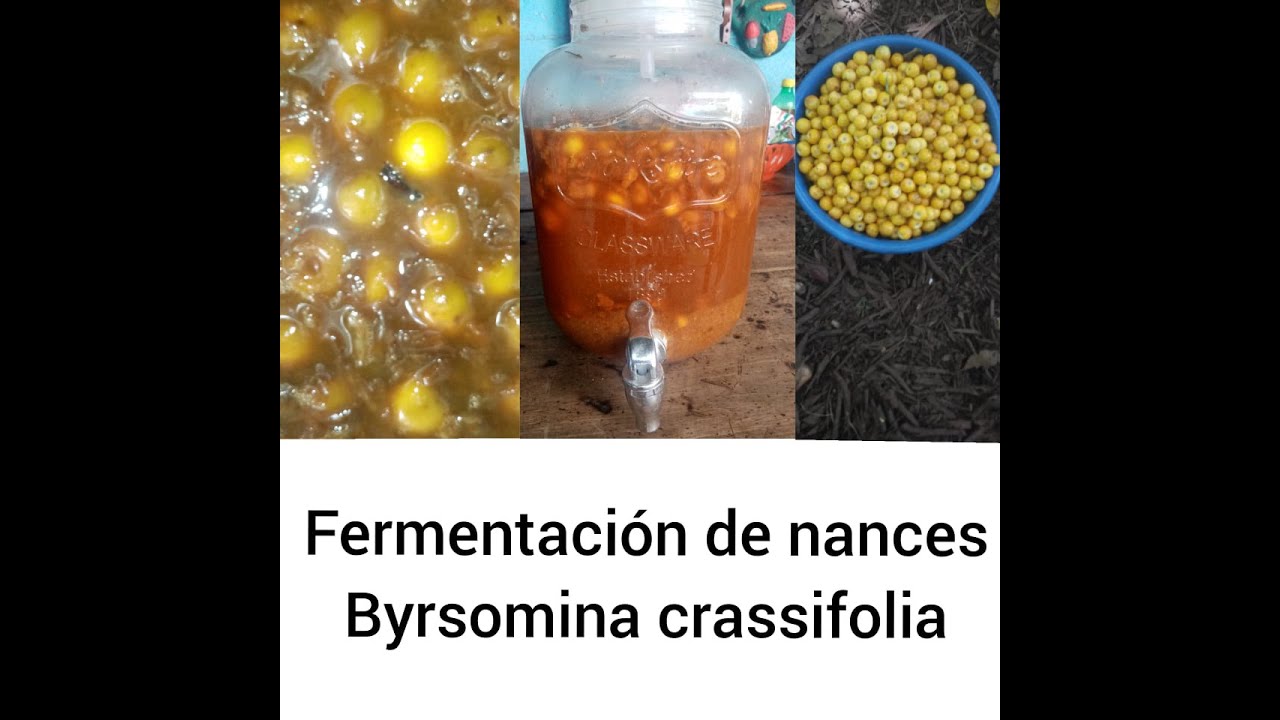 Vino de nance, changunga, chicha de nance, byrsomina crassifolia - YouTube