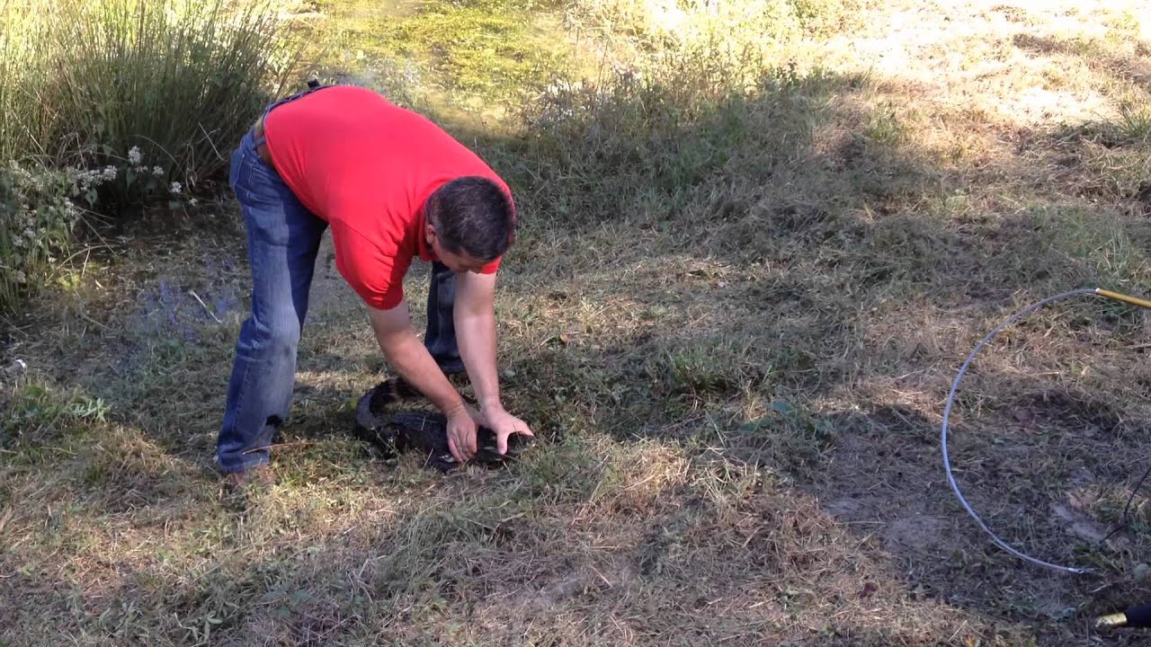 How to catch an alligator with deer meat and fishing pole - YouTube