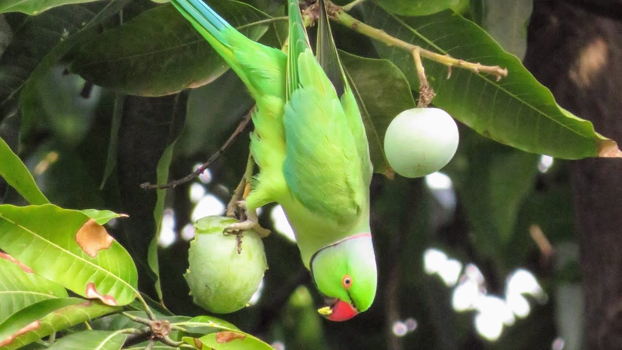 Parrots Eating Mango on Tree | Lot's of Parrots talking on Tree - YouTube