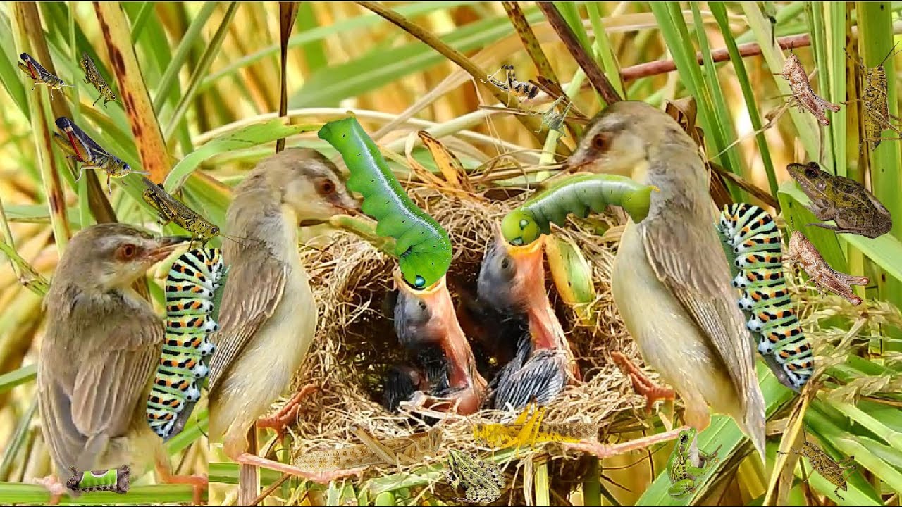 Want to See Adorable Baby Birds? Watch This Now! - YouTube