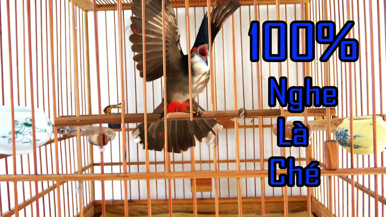 Chào Mào Ché Ché.Chào Mào Xổ Giọng Kích Bổi Nhanh Căng Lửa | Luyện Chào ...