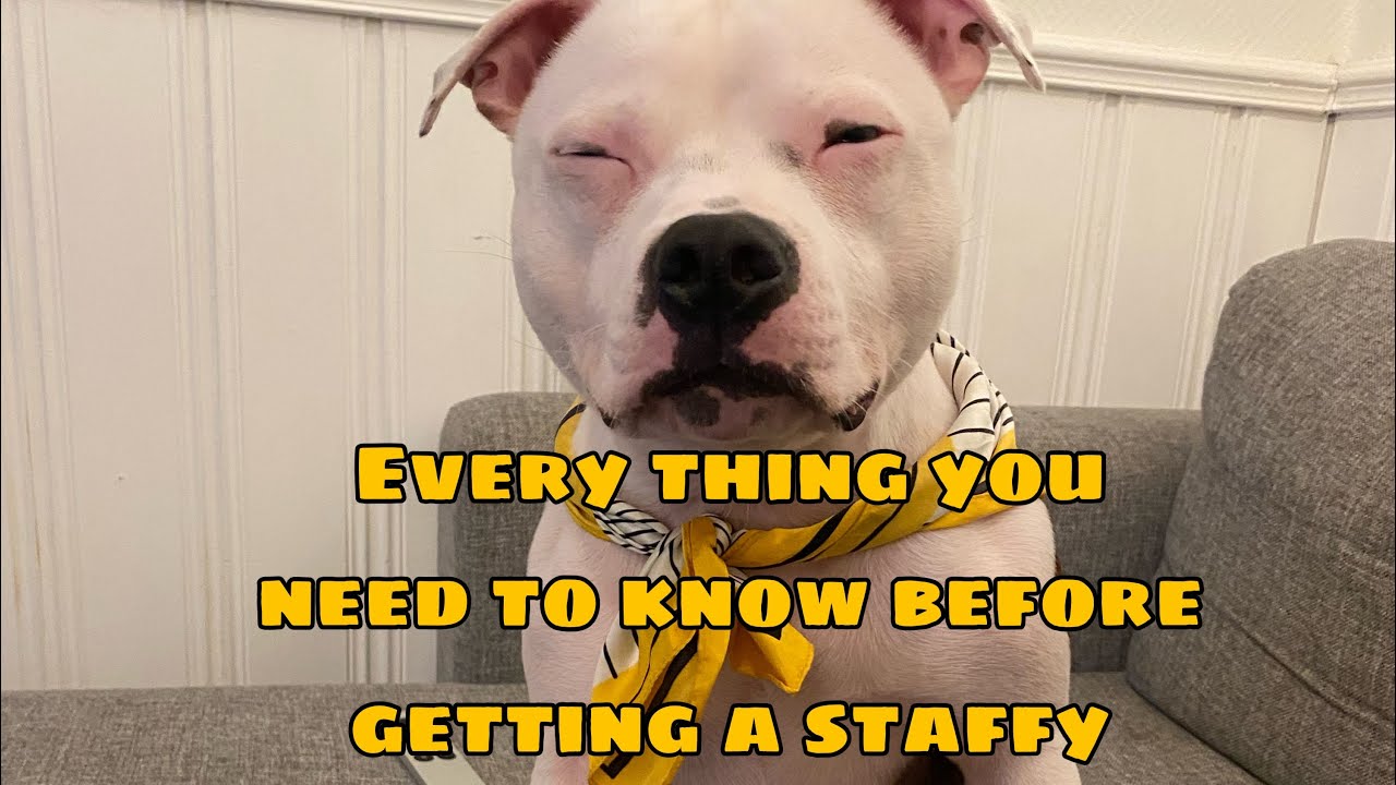 Are you thinking of getting a staffy? Here’s everything you need to ...