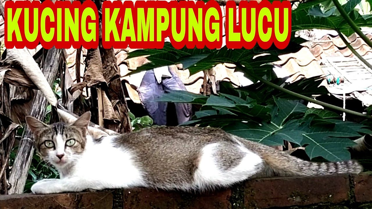 Kucing Kampung | Kucing Kampung Lucu - YouTube