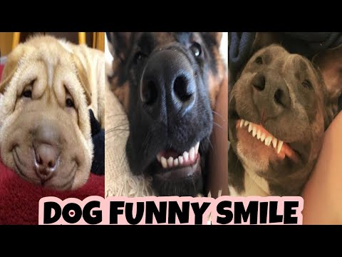Cute dog 🤭Smiling video🐶 / pets video compilation /  CUTE ANIMALS 🐴