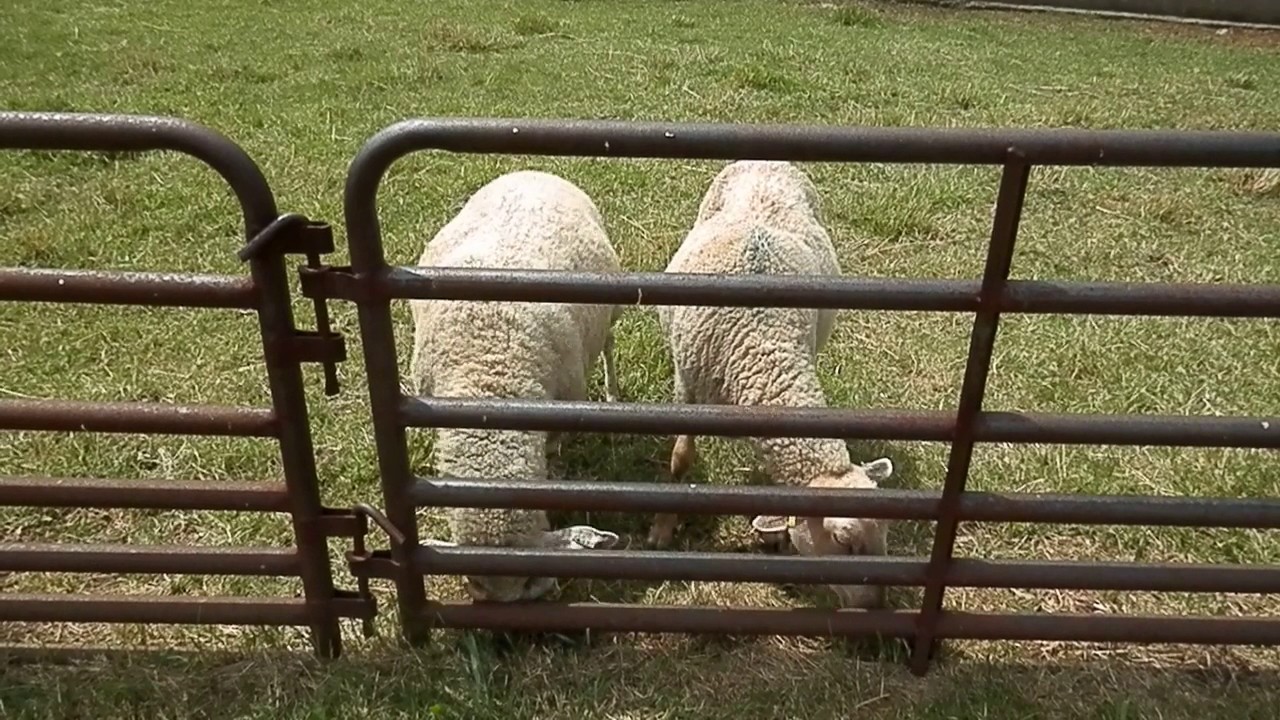 Baa Baa White Sheep - YouTube
