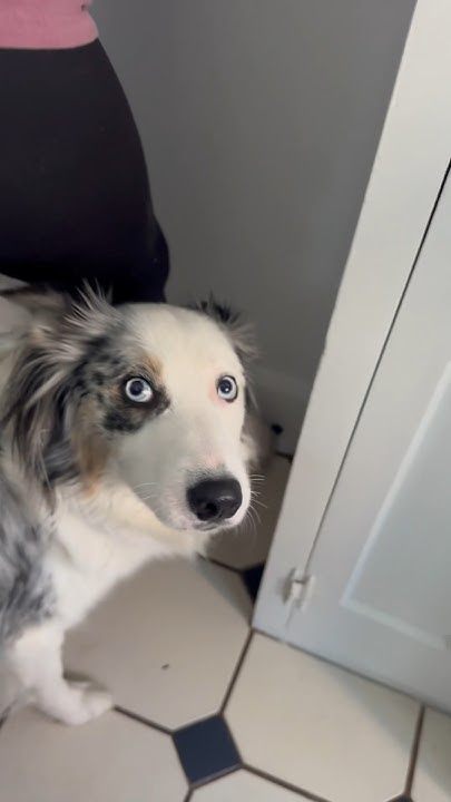 Border Collie Discovers Spring Door Stop π Shorts Youtubeshorts Viral Youtube