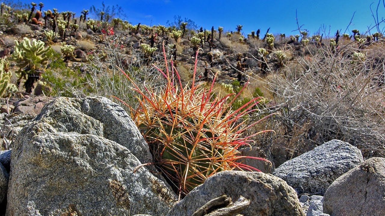 Cactus Loop Trail in Anza-Borrego - YouTube