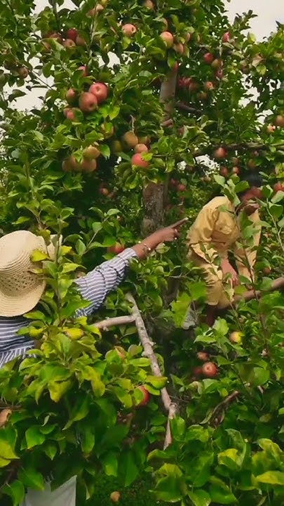 How to grow Apple tree Propagation apple tree by air layering #growth # ...