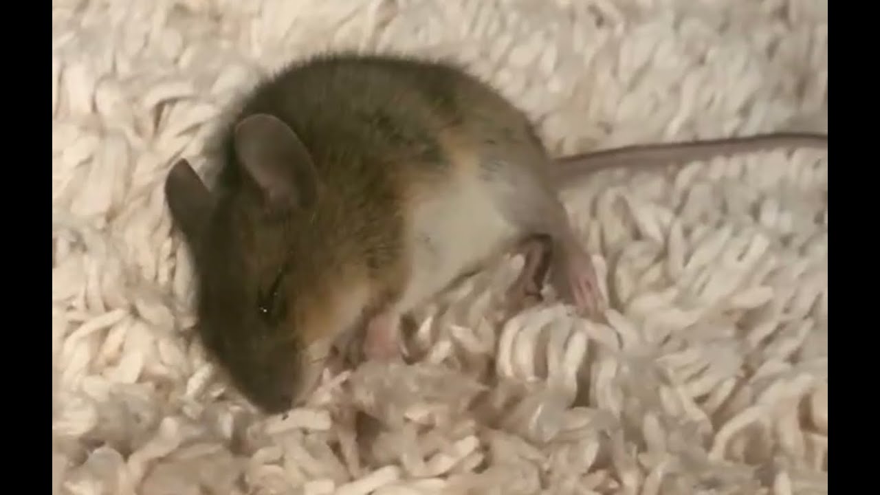 How to save a mouse from poisoning - miracle mouse rescue - YouTube