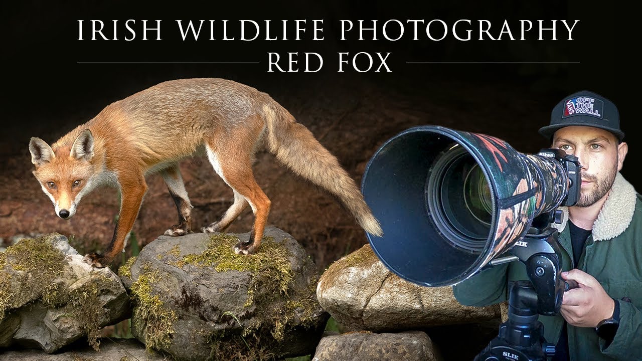 Red Fox & Woodpecker - Irish Wildlife Photography (Mullingar Hide ...