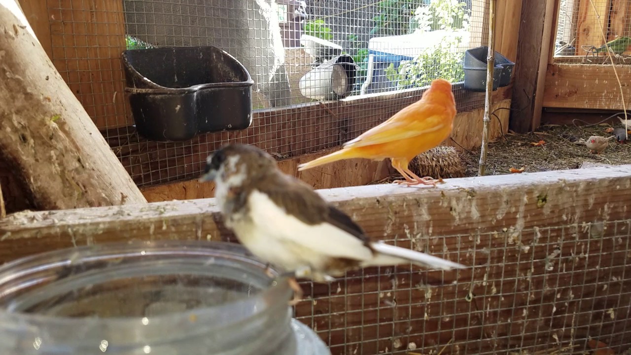 Society Finch drinking water finches Society parakeets cockatiels - YouTube