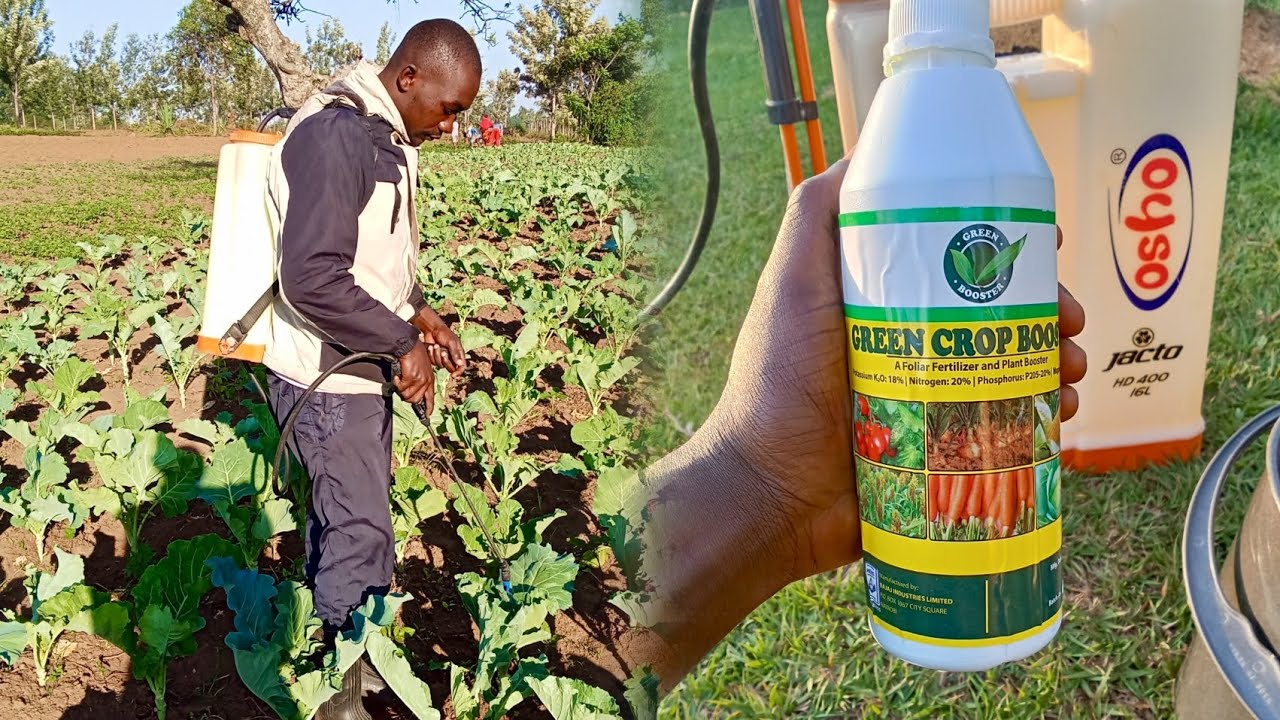How to identify pests and control them in sukuma wiki #farming # ...