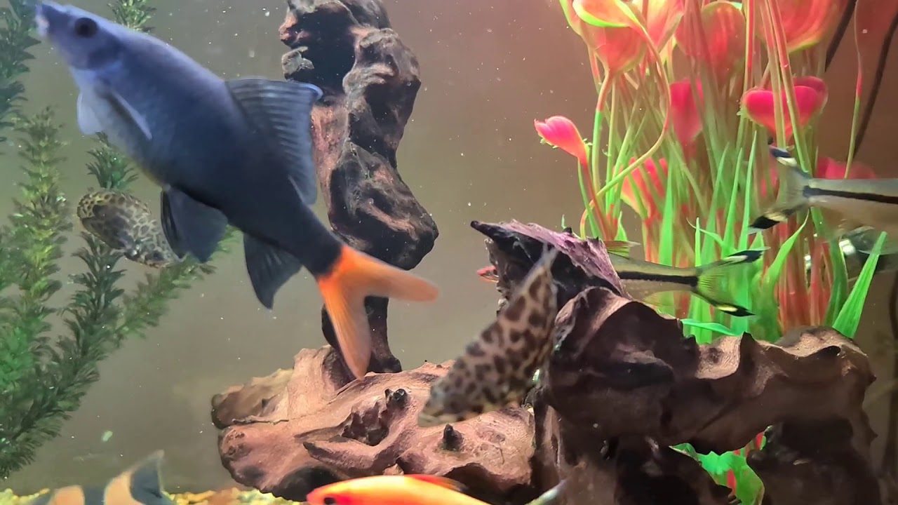 New Fish - Clouded Archer Fish & The Leopard Bush Fish - YouTube