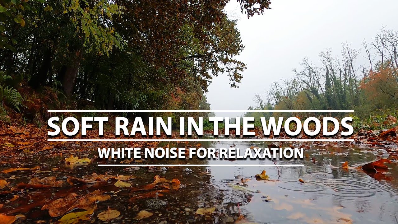 Soft Rain under an Umbrella in Autumn in the Woods - Rain Sound for ...