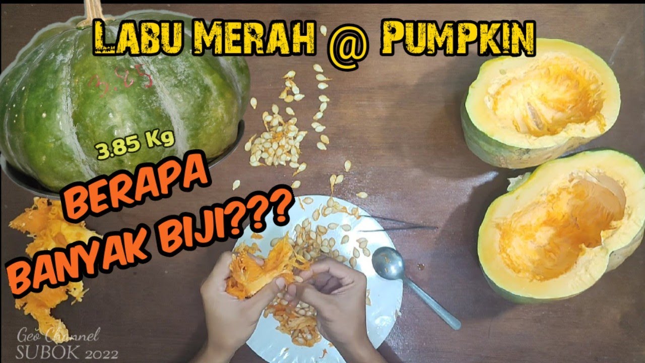 Teka Berapa Jumlah Biji Labu ini? - YouTube