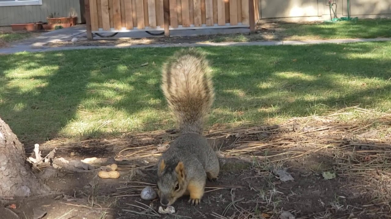 Picky Clicky and his fluffy butt! - YouTube