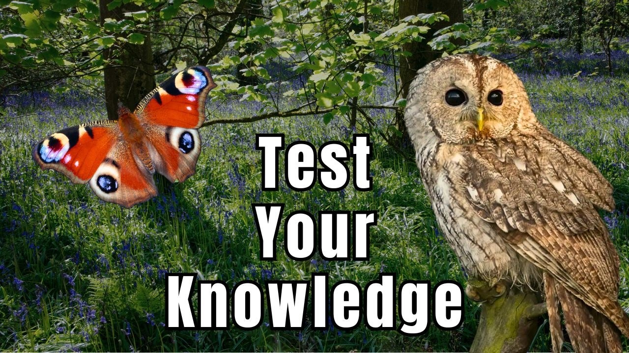 UK Wildlife Quiz - Can you answer these 8 Nature Questions? - YouTube