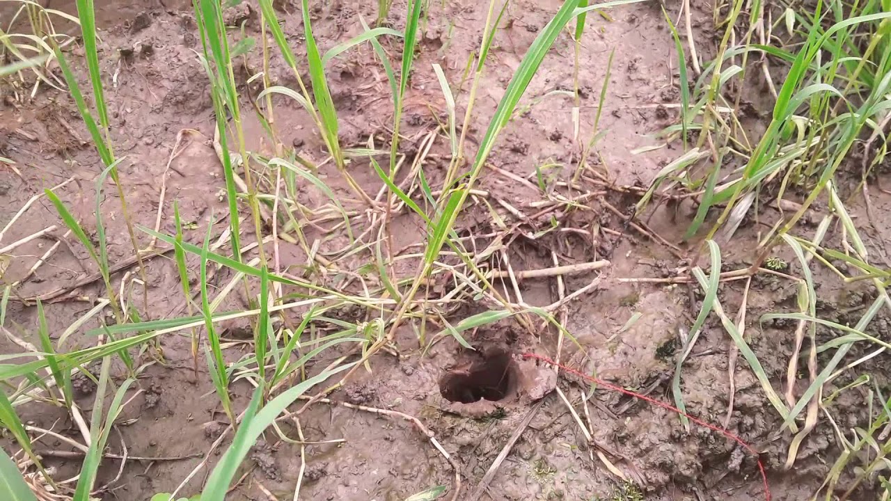 Mancing di selokan siring wow kaget hampir lepas - YouTube