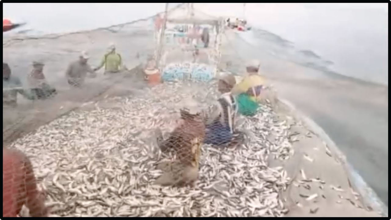 How Pasni Fisher Men Catch Hundreds Tons Bata | Today Fisherman Nahuda ...