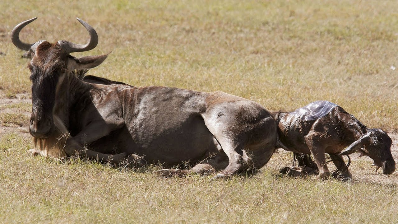Amazing mother Wildebeest giving birth - YouTube