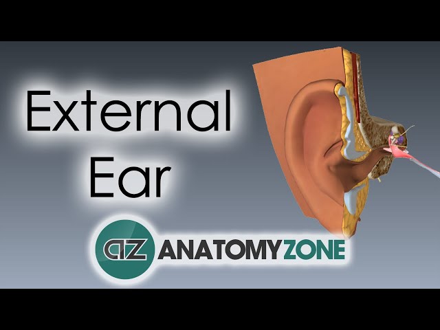 External Ear Anatomy Concha