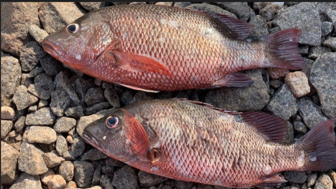 ചെമ്പല്ലി പിടുത്തം|mangrove jack fishing - YouTube