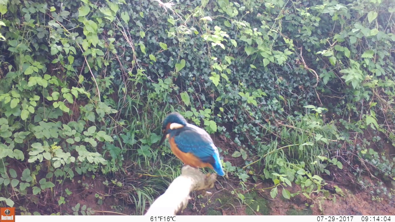 Kingfisher having a poo - YouTube