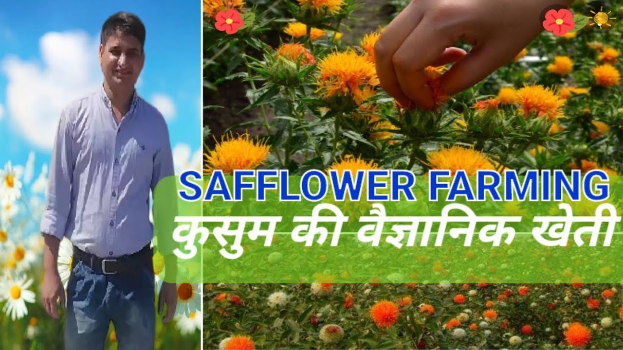 safflower farming | कुसुम के फायदे व औषधीय गुण |कुसुम की खेती ...