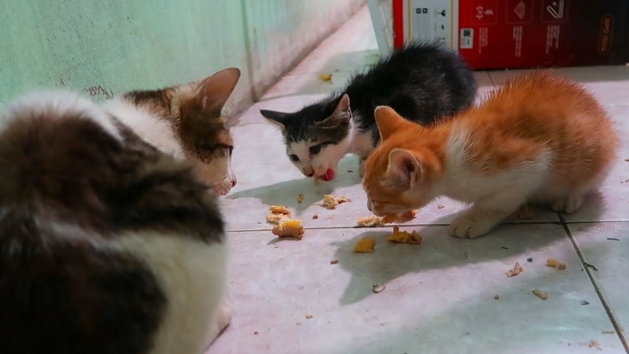 2 Little Kittens Breakfast of Cats Cute Kittens eat Food - YouTube