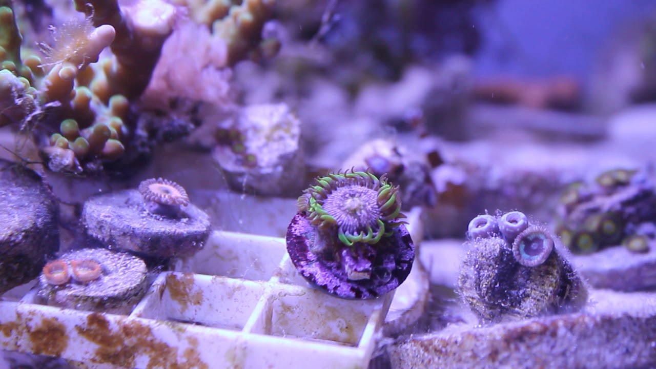 Nirvana Paly Zoa Zoanthid - YouTube