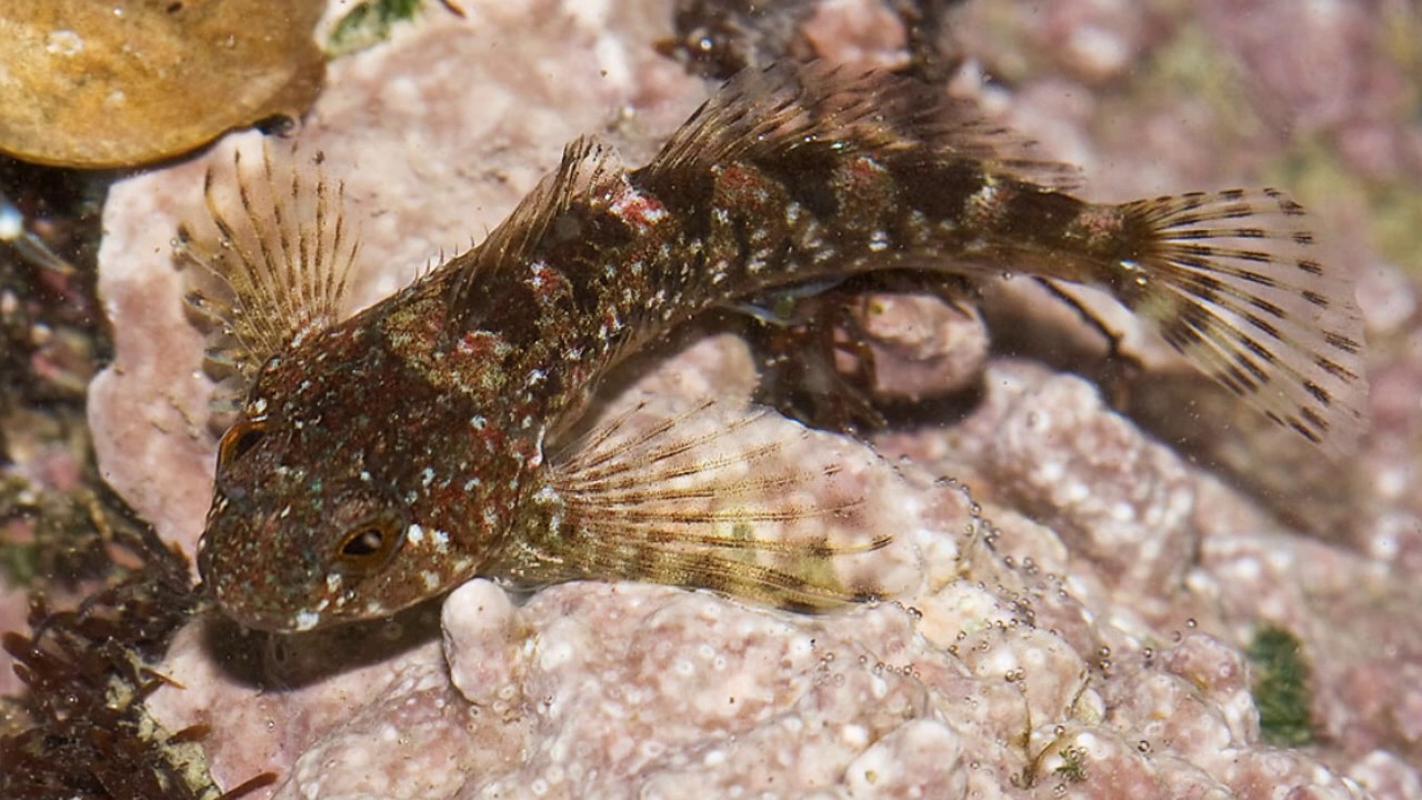 Marine Bio Explained EP1 - YouTube