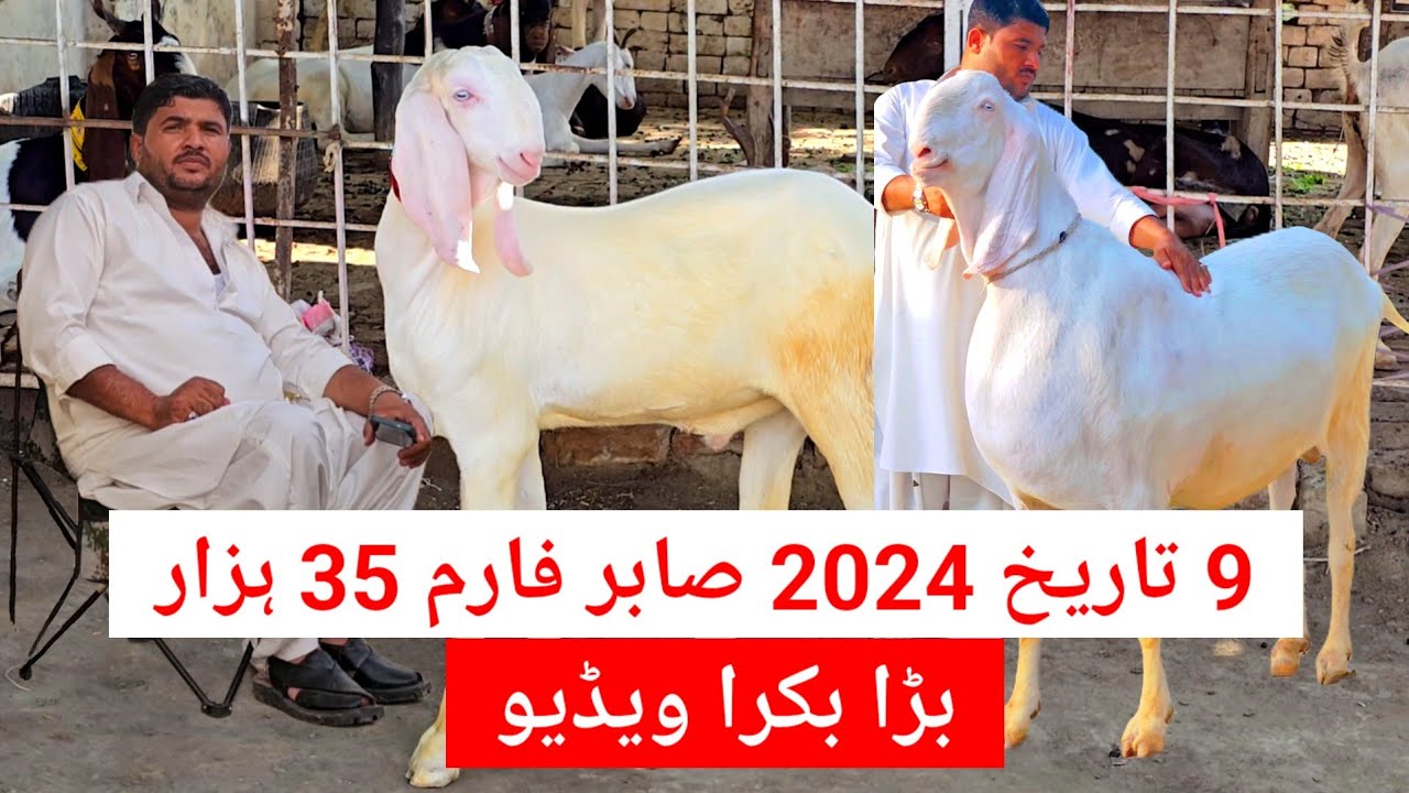 Bakra farm video 2025 Duniya Ke Khubsurat Gulabi janwar 2024 sabir goat ...