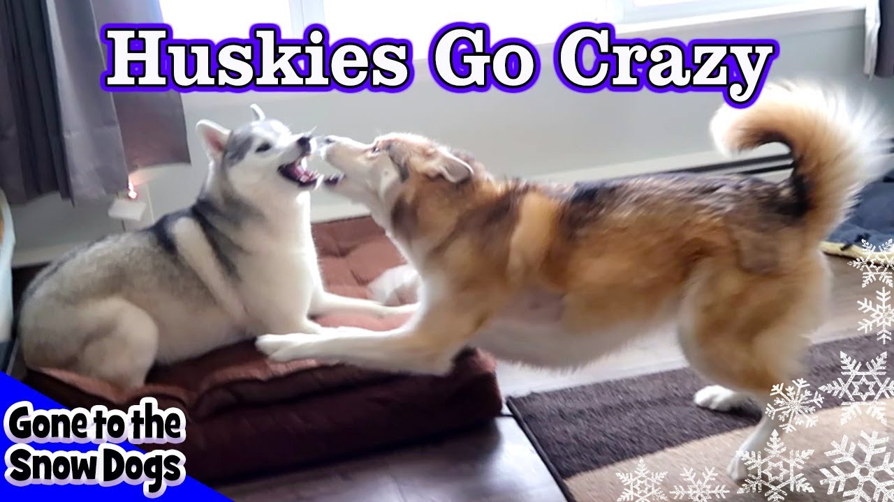 A Morning in the Life of Huskies | Husky Day in the Life of my Dog ...